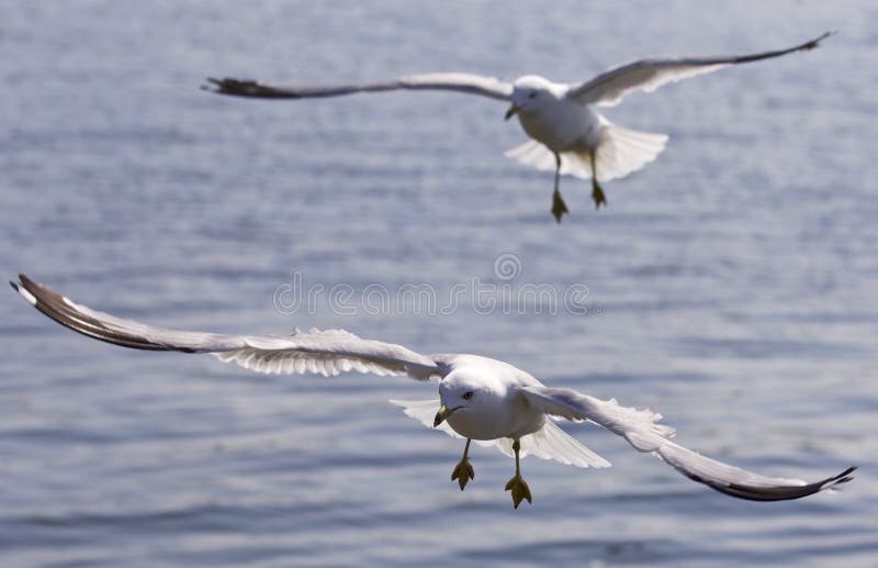 Beautiful Image of Two Flying Gulls Stock Photo - Image of confident ...