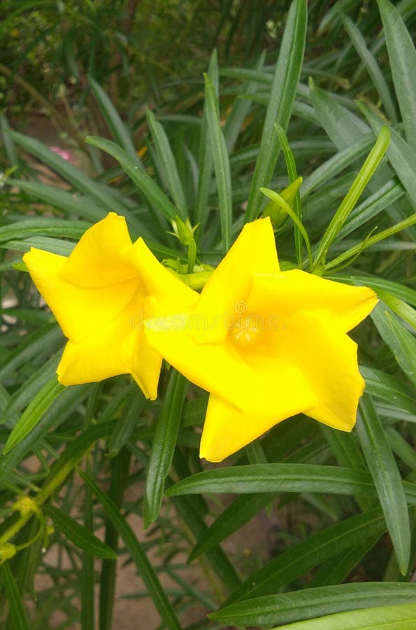 The Beautiful Image of Yellow Cascabela Flower Stock Image - Image of ...