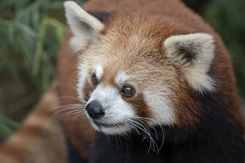Beautiful Images of a Red Panda Stock Image - Image of animals, eyes ...