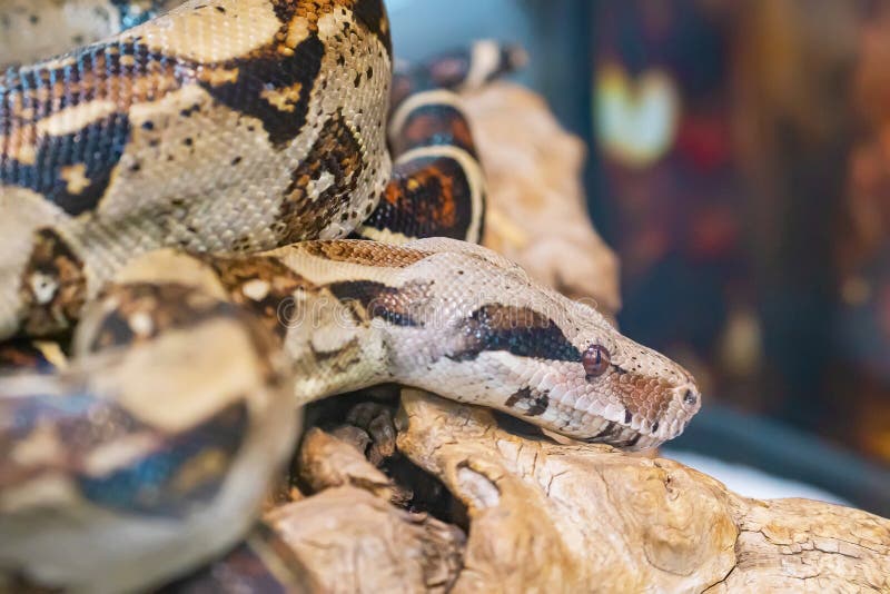 Beautiful Imperator Boa Constrictor Resting on a Branch Stock Image ...