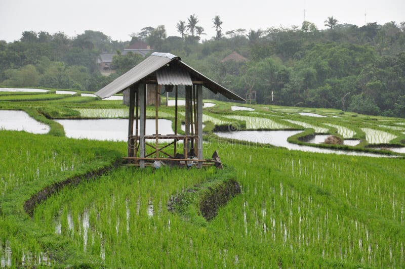The Beautiful and Impressive Rice Fields Bali Stock Photo - Image of ...