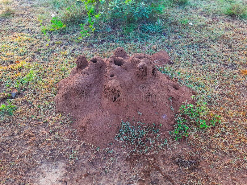 Beautiful Indian Ant Hill or Ant Colony in the Empty Field Stock Photo ...
