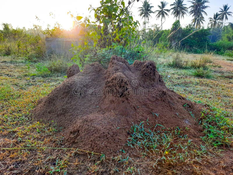Beautiful Indian Ant Hill or Ant Colony in the Empty Field Stock Image ...