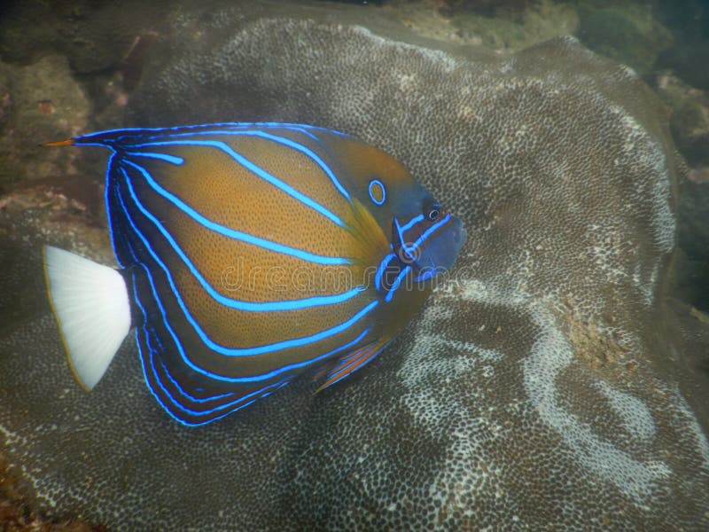 A lot of coloured fish stock photo. Image of blue, swimming - 63644936