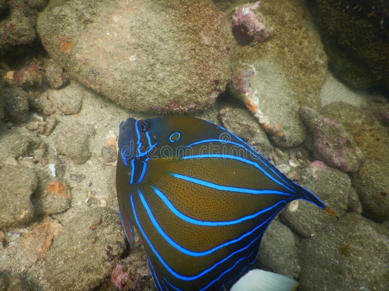 Beautiful Indian Blue Coloured Fish Stock Image - Image of blue, fish ...