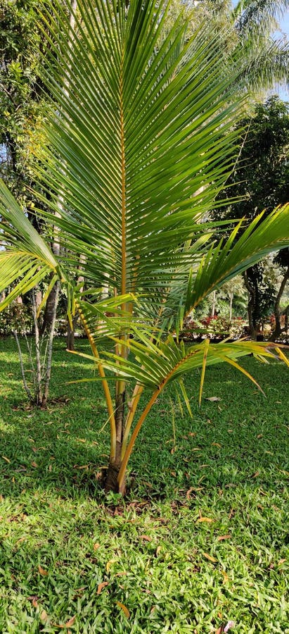 Beautiful Indian Coconut Tree in Indian Resort Stock Photo - Image of ...