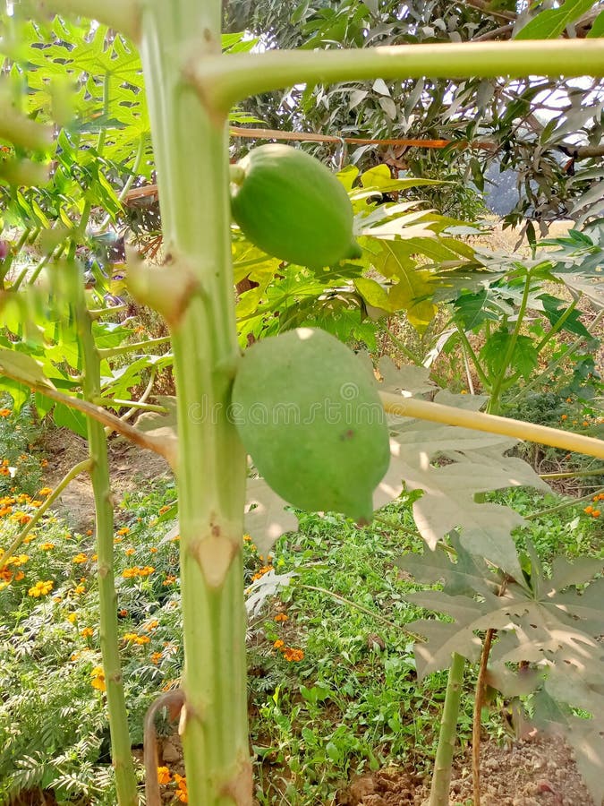 Beautiful Indian Fruits Papaya Nice Image India Stock Image - Image of ...
