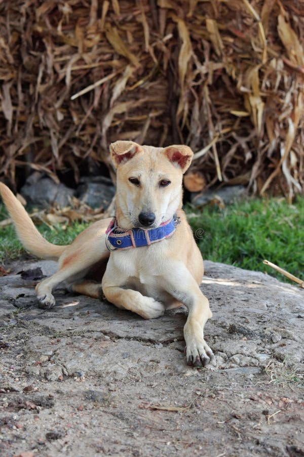 A Beautiful Indian Pariah Dog Relaxing Stock Image - Image of indian ...