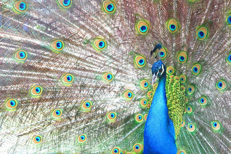 Indian Peacock with with Red Peacock Feathers and Green Peacock ...