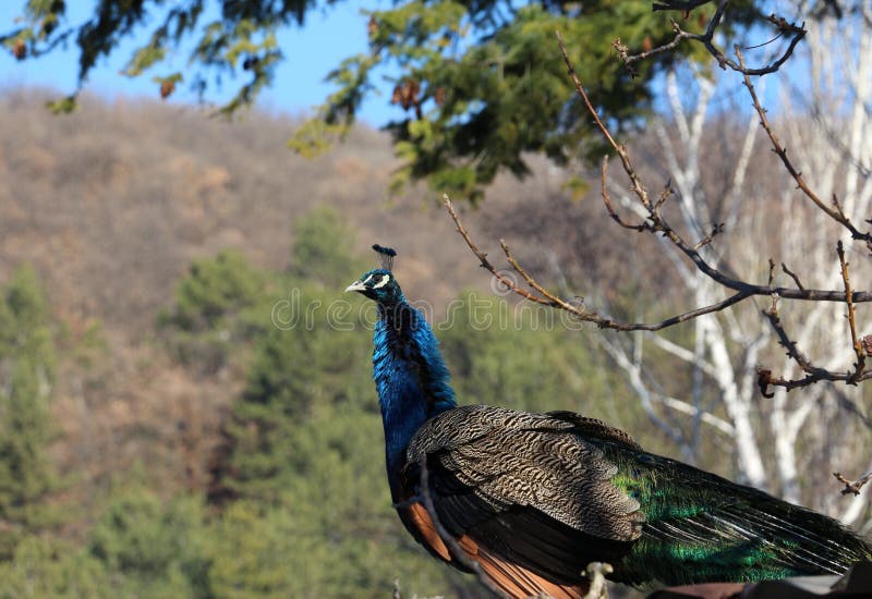 Beautiful Indian peacock stock photo. Image of bird, phasianidae - 49179292