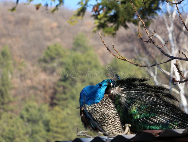 Beautiful Indian peacock stock photo. Image of colourful - 49179352