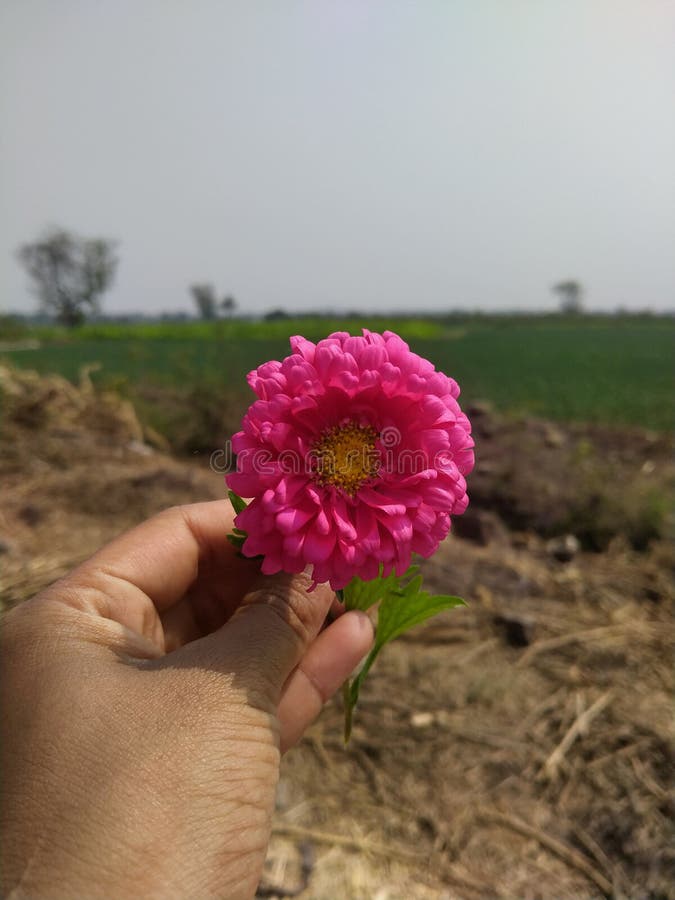 Beautiful Indian Pink Aster Flower Stock Photo - Image of aster, shadow ...