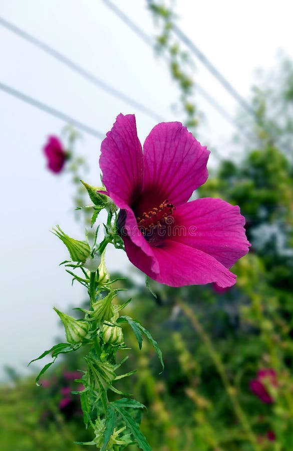 BEAUTIFUL JUTE FLOWER stock photo. Image of garden, jute - 183758134