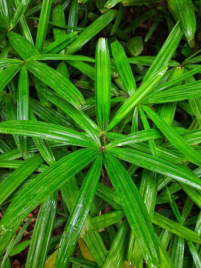Indian Plants for Adoration Jay God Stock Image - Image of ador, plants ...