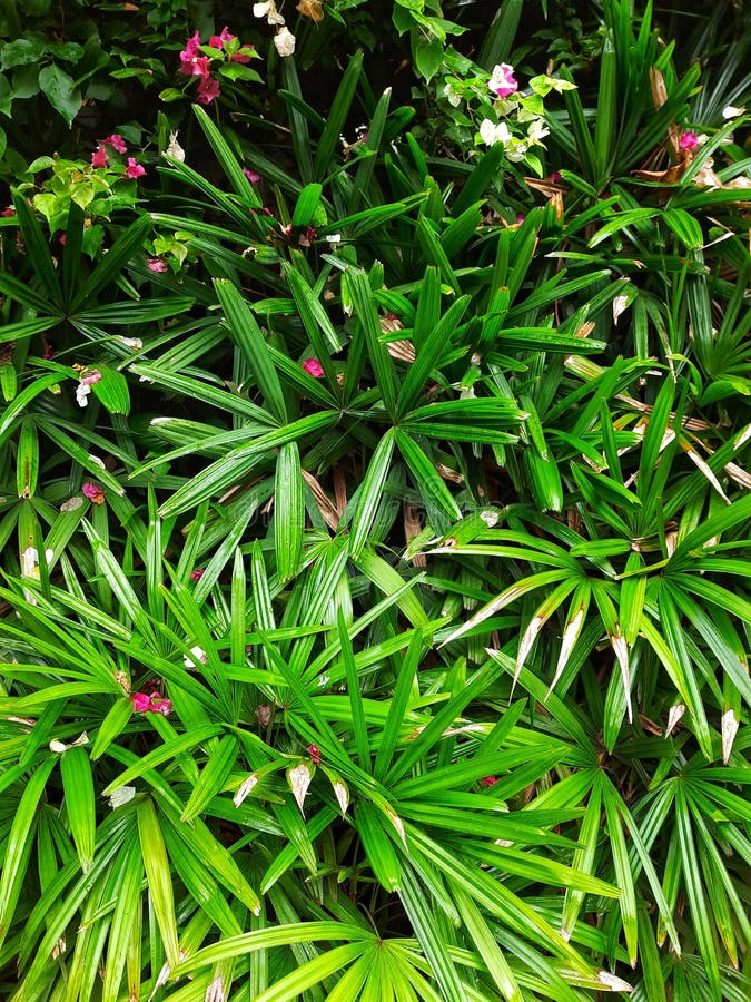 The Beautiful Indian Plants Pune Maharashtra India. Stock Image - Image ...