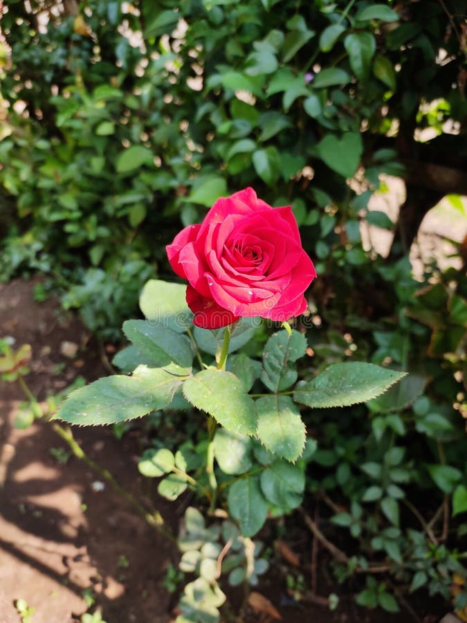 Beautiful Indian Red Rose in House Garden Stock Photo - Image of indian ...