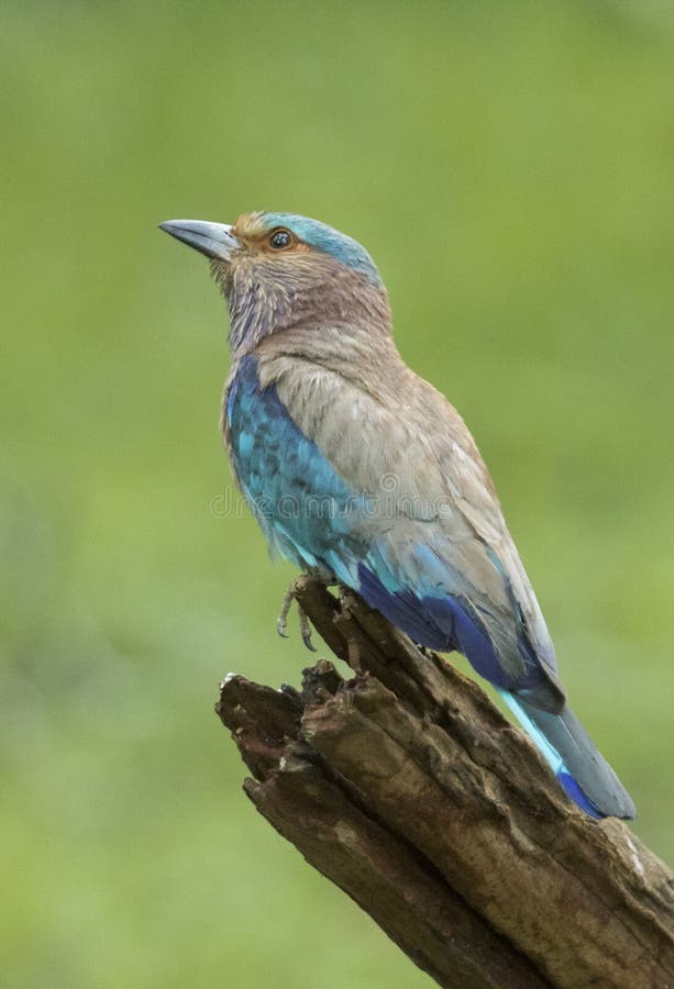 A Beautiful Indian Roller Bird is Sitting on a Sharp Perch Stock Photo ...