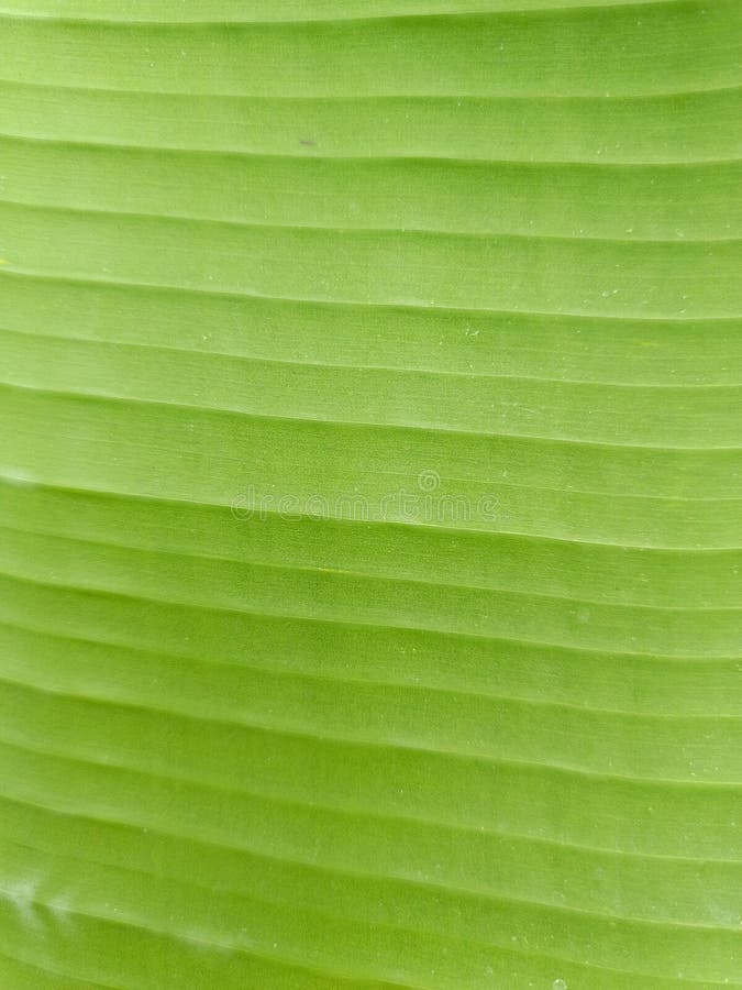 The Beautiful Indonesian Banana Leaf Stock Photo - Image of leaf ...