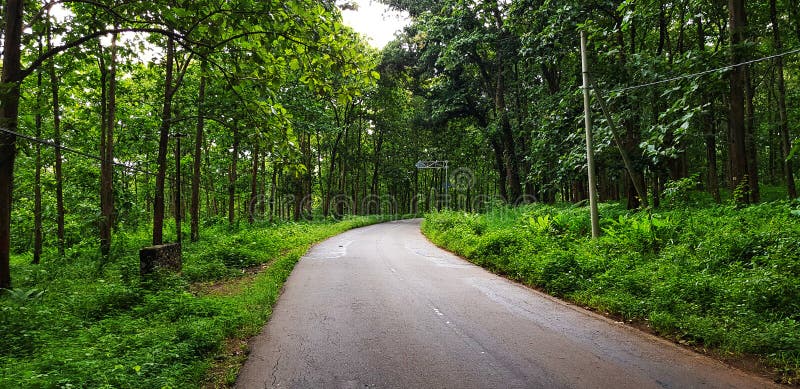 A Beautiful Tropical Rainforest of Indonesia Stock Photo - Image of ...