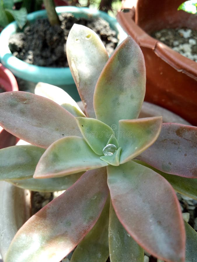 Beautiful Indoor Little Plants with Sunlight Stock Photo - Image of ...