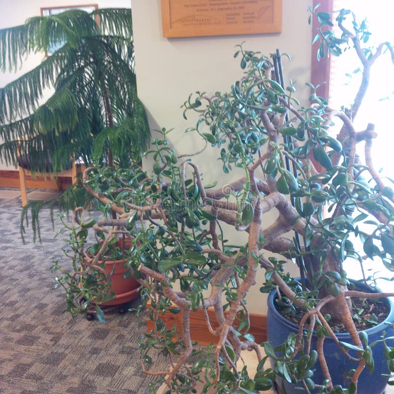 Beautiful Indoor Plants in Library Stock Photo - Image of plants ...
