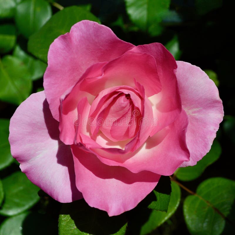 A Beautiful Ink Rose in the Garden at Spring Time Stock Illustration ...