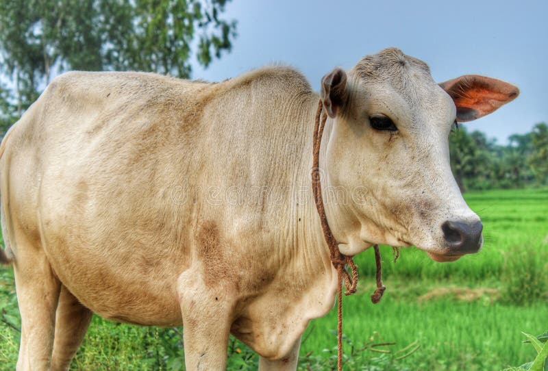 Beautiful innocent cow stock photo. Image of nature - 196131030