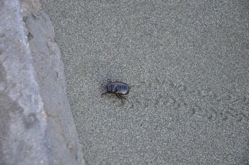 The Beautiful Insect Beetle Coleopteran in the Natural Environment ...