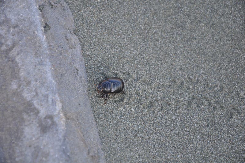The Beautiful Insect Beetle Coleopteran in the Natural Environment ...