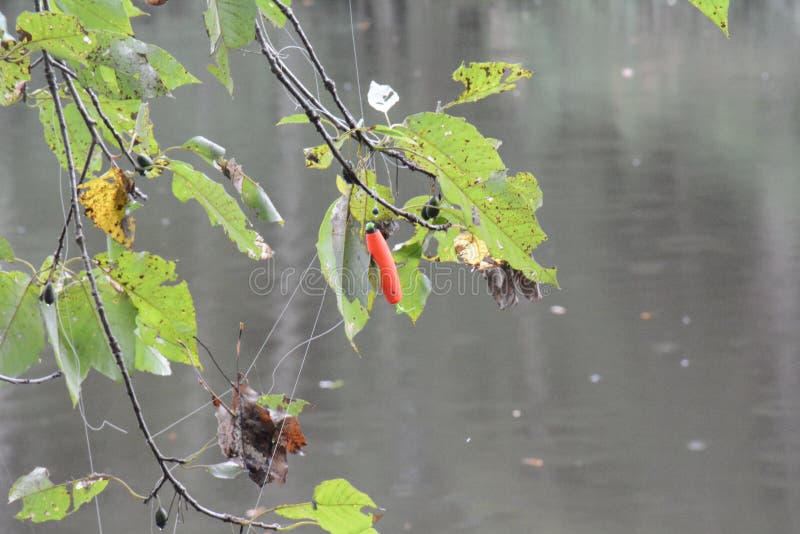 Insect in Congaree National Park Stock Image - Image of bird, plant ...