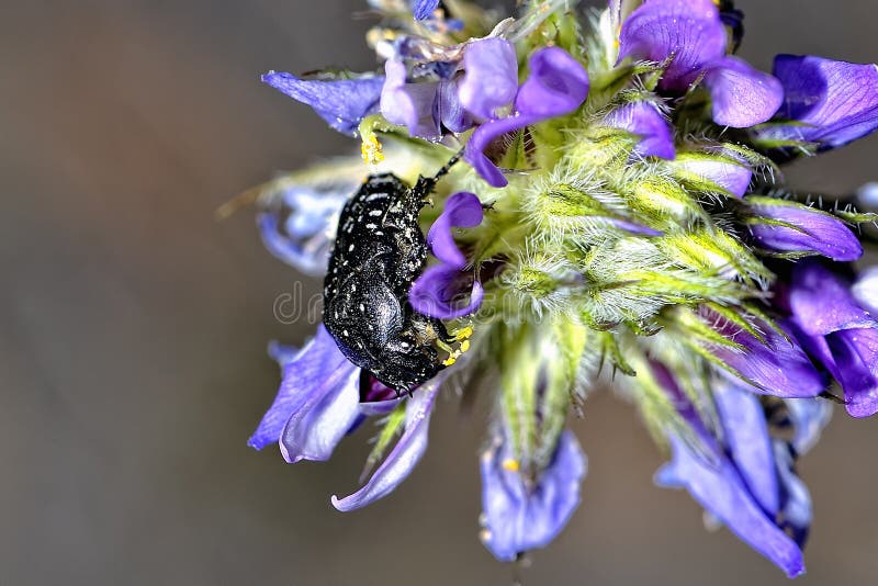 A Beautiful Insect on a Flower Stock Photo - Image of stink, close ...
