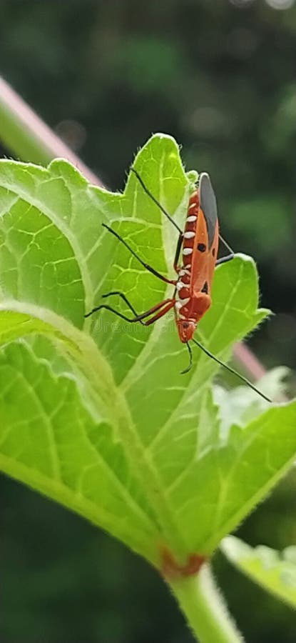 Beautiful Insect in Green Leaf Stock Photo - Image of madar, insect ...