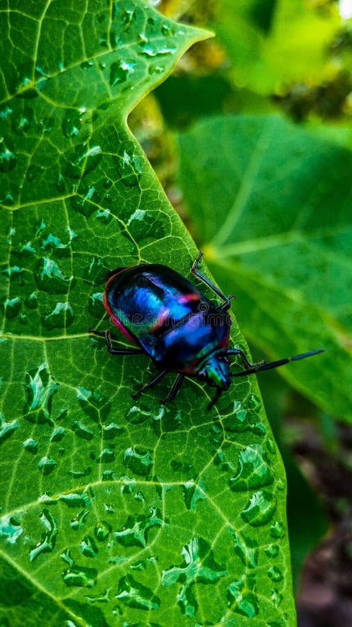 Beautiful Insect on a Green Leaf with Water Drops Stock Image - Image ...