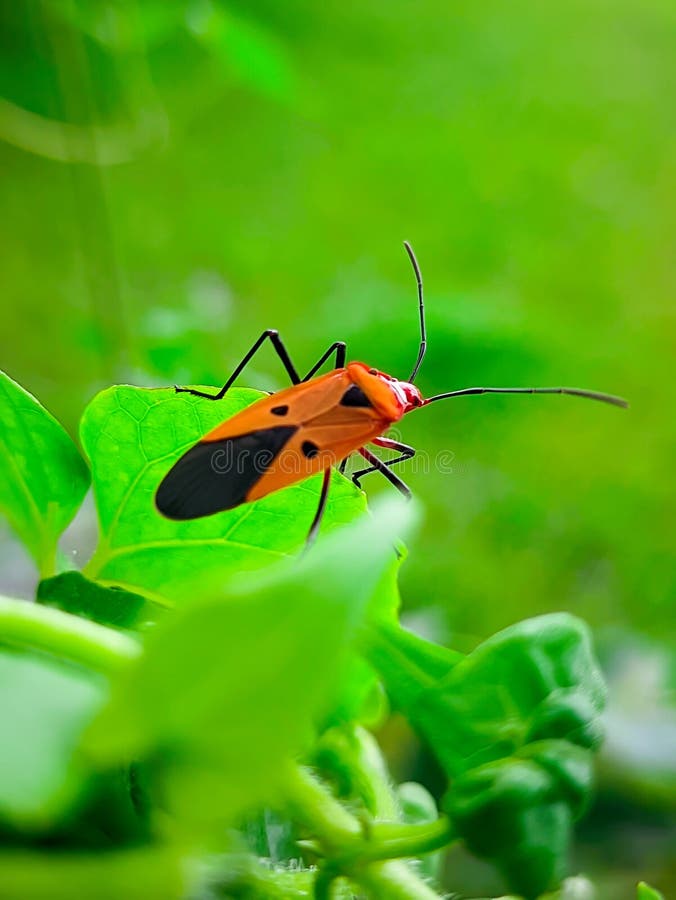 A Beautiful Insect and the Green Wallpaper Stock Image - Image of ...