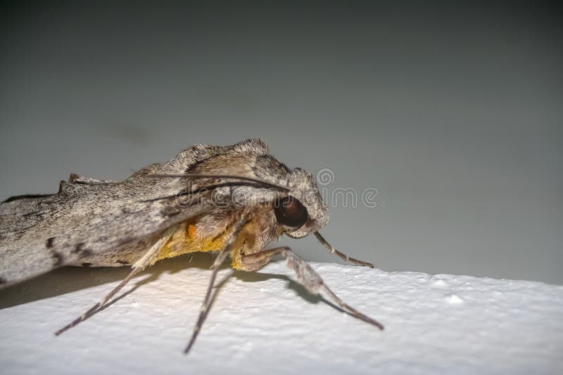 Beautiful Insect in the Night Stock Image - Image of beautiful, macro ...