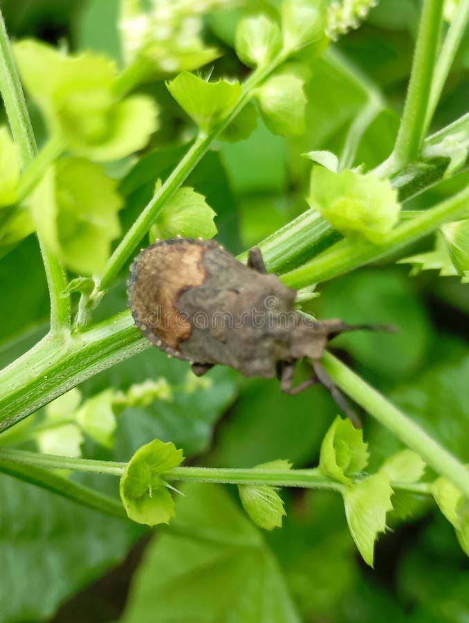 Beautiful insect on plants stock image. Image of habitat - 308269267