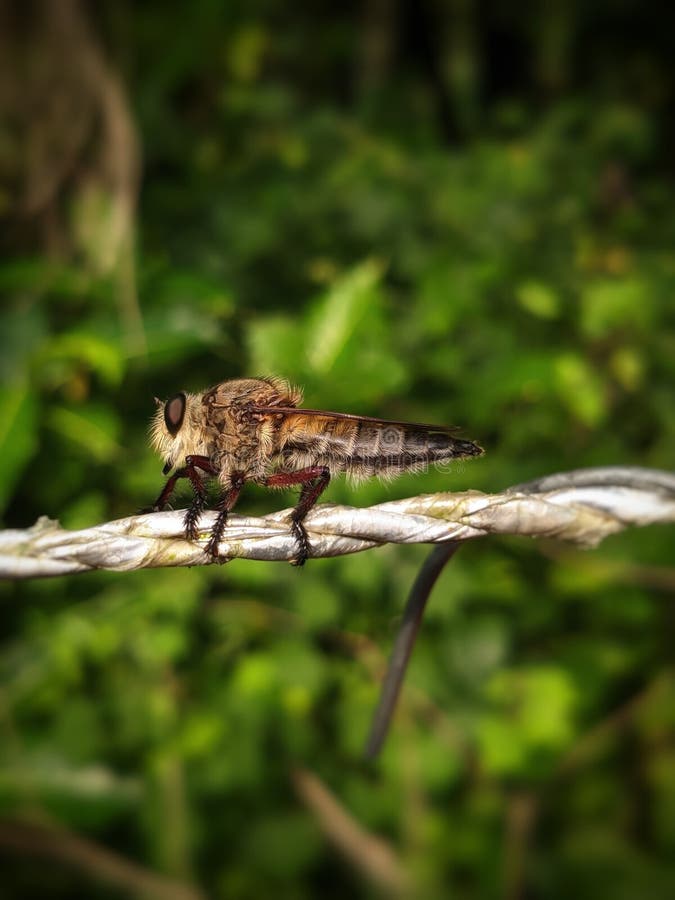 The Beautiful Insect Promachus Vertebratus is Perched on a Rope Stock ...