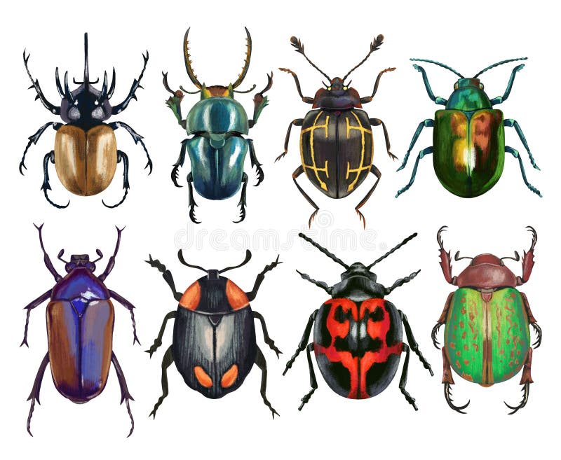 Beautiful Insect Set Isolated on White Stock Illustration ...