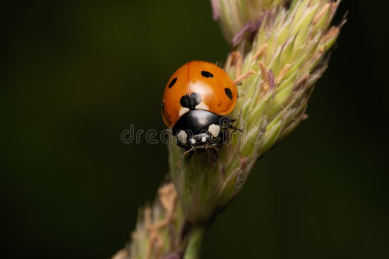 Beautiful Insect in Spring on Leaf in the Grass Close Up Stock Photo ...