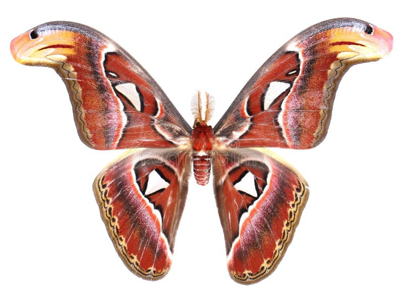 Beautiful Insects Collection: Attacus Atlas Stock Image - Image of ...