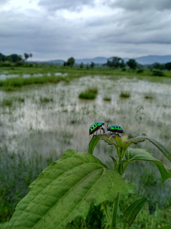 Insects making love stock image. Image of couple, pest - 229793263