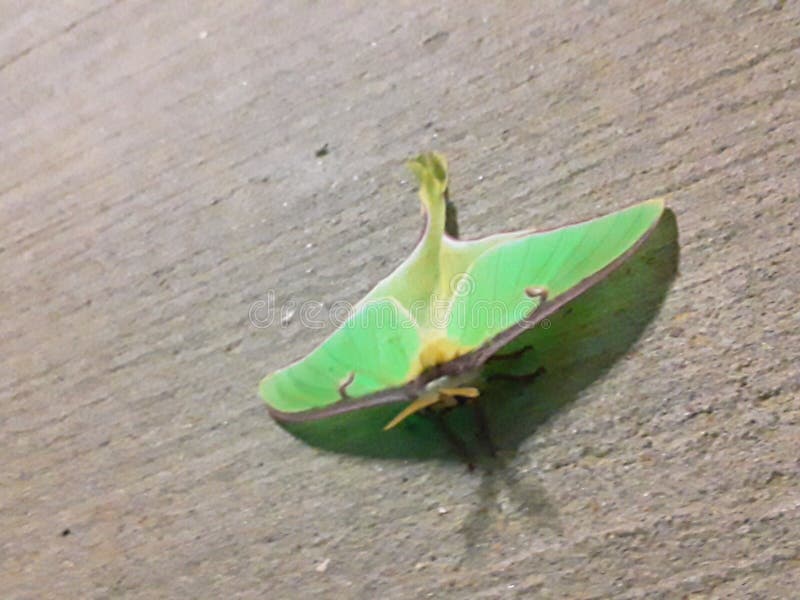 Beautiful Insects in Nature Stock Photo - Image of moth, animal: 183767042