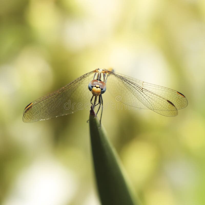 Beautiful Insects in Nature Stock Photo - Image of outdoor, nature ...