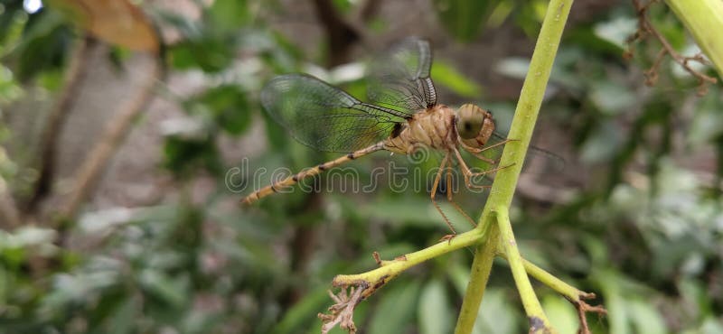 Beautiful insects in tree stock image. Image of nature - 187284521