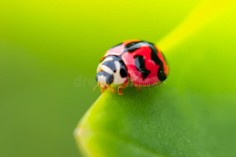 Beautiful insects stock photo. Image of plant, arthropod - 254489224