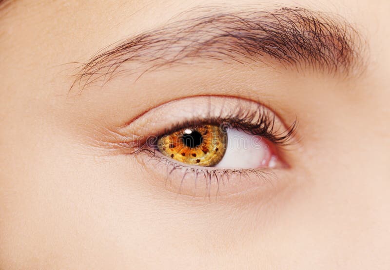A Beautiful Insightful Look Eye. Stock Image - Image of human, contact ...