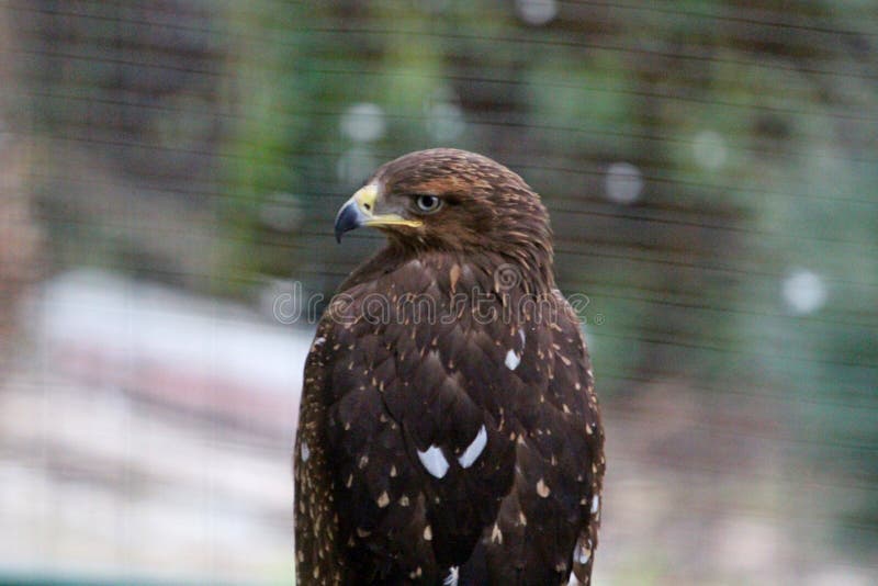 Beautiful Intelligent and Wild Bird Hawk Stock Image - Image of ...