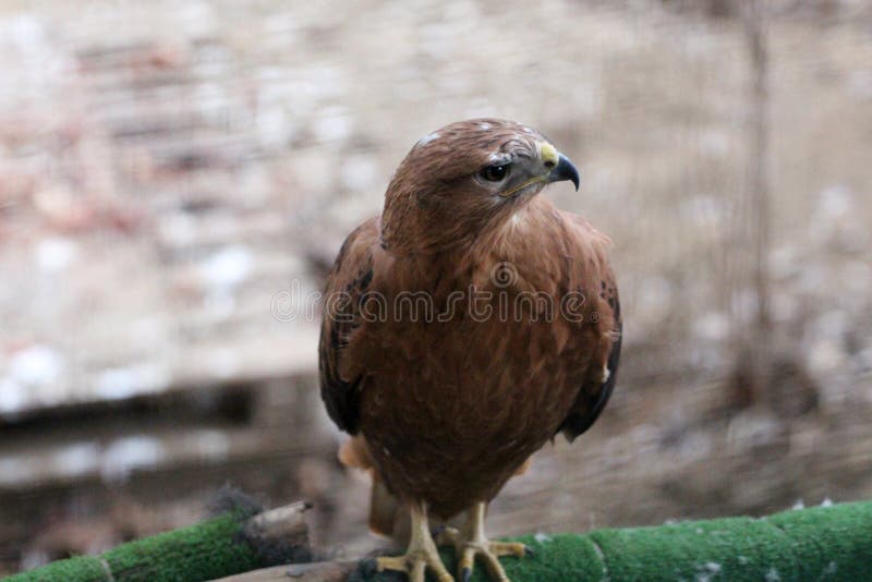 Beautiful Intelligent and Wild Bird Hawk Stock Image - Image of ...