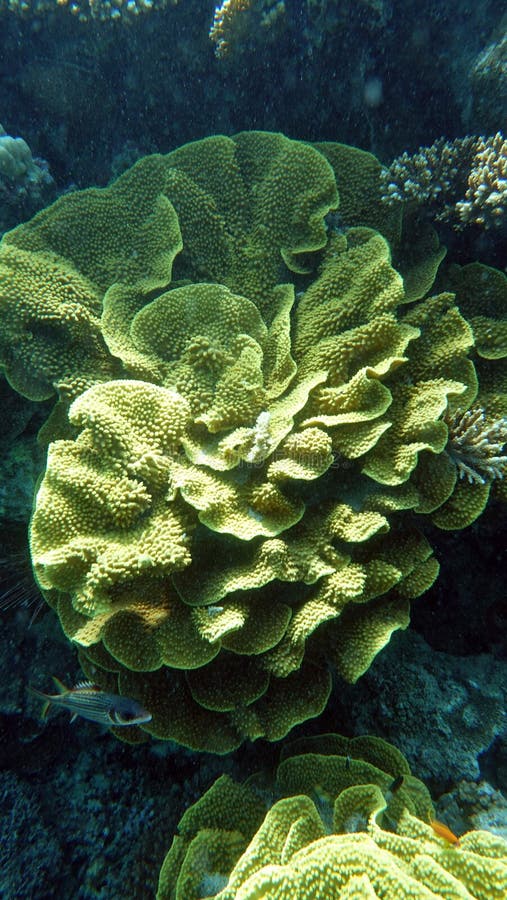 Beautiful Coral Reefs of the Red Sea. Stock Photo - Image of wildlife ...