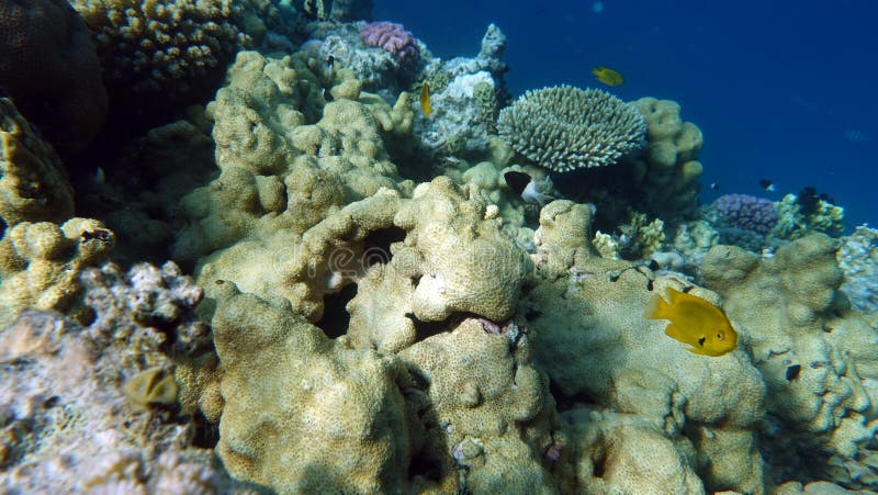 Beautiful Coral Reefs of the Red Sea. Stock Photo - Image of aquarium ...